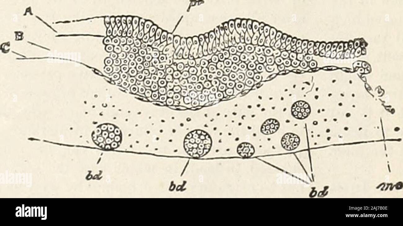 The Farm-poultry . Typical cell division, showing Uie distribution of ...