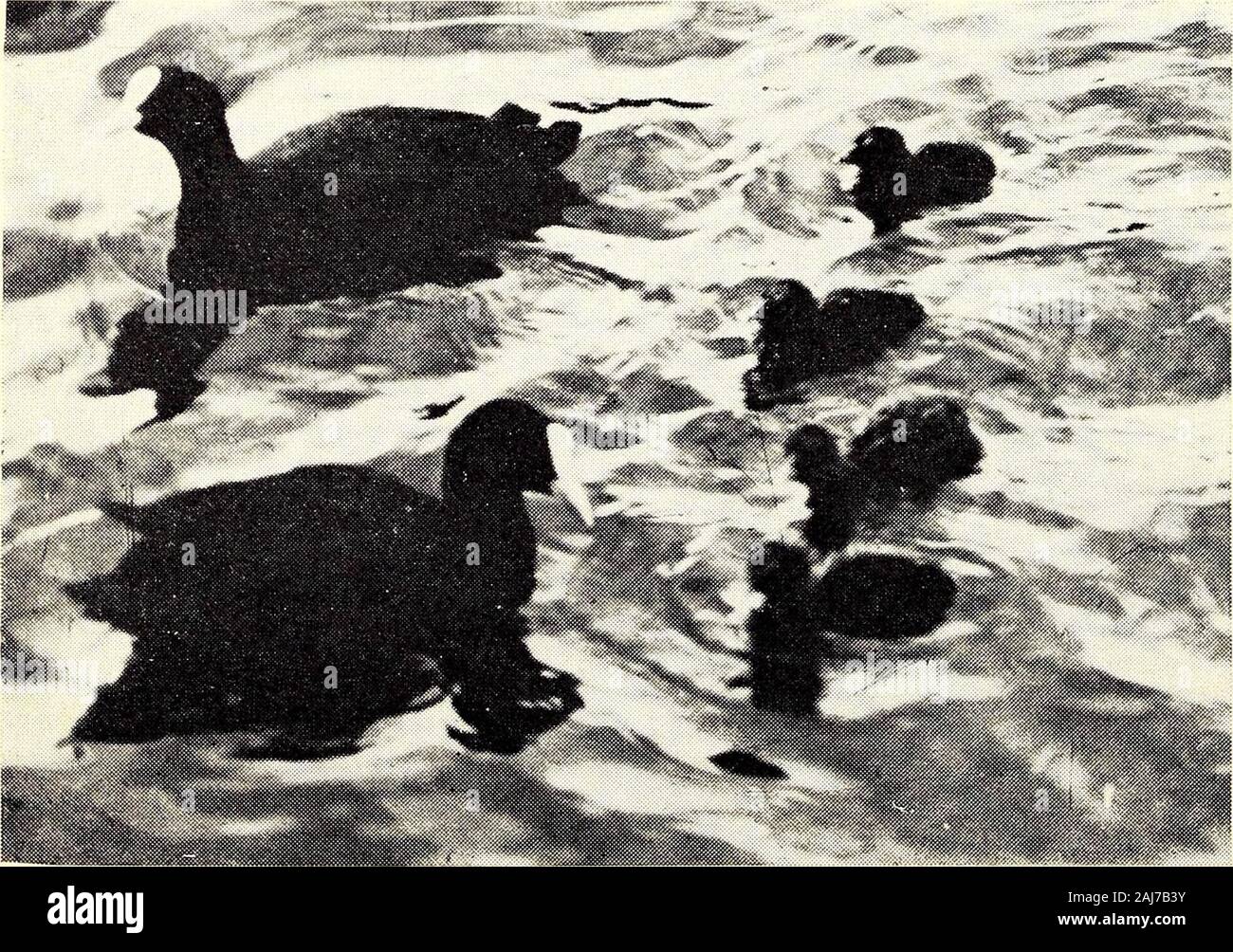 Aquila morphnoides hi-res stock photography and images - Alamy