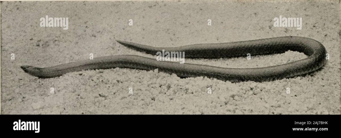 Snake bars hi-res stock photography and images - Alamy