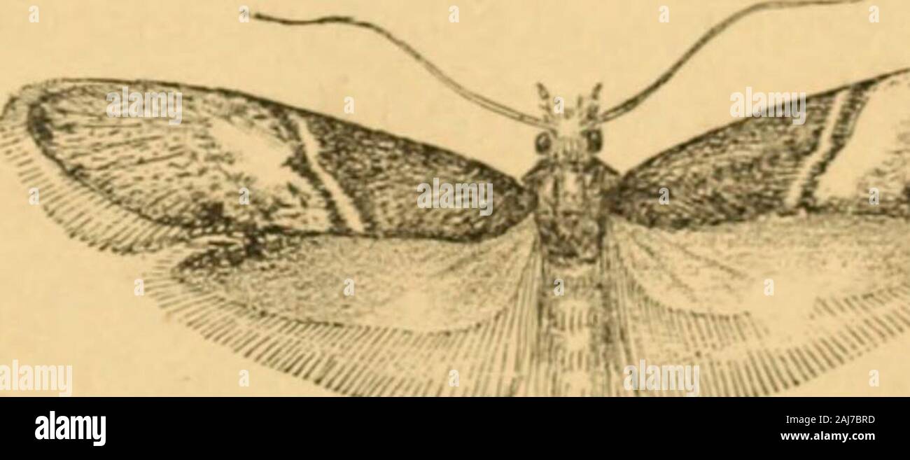 Hoard of insects hi-res stock photography and images - Alamy