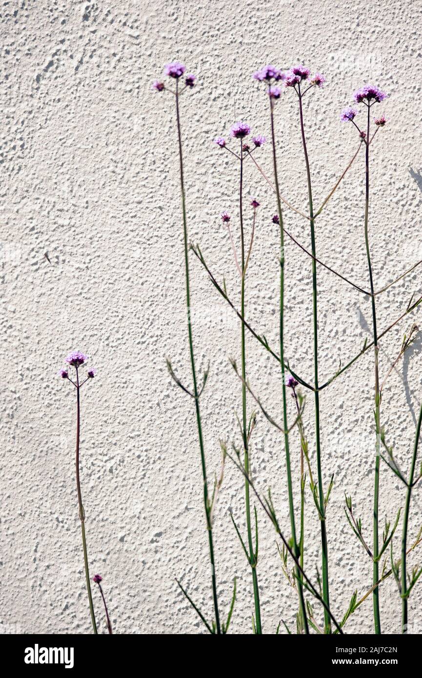 Verbena,bonariensis / Purple Top / Argentinian vervain Stock Photo - Alamy