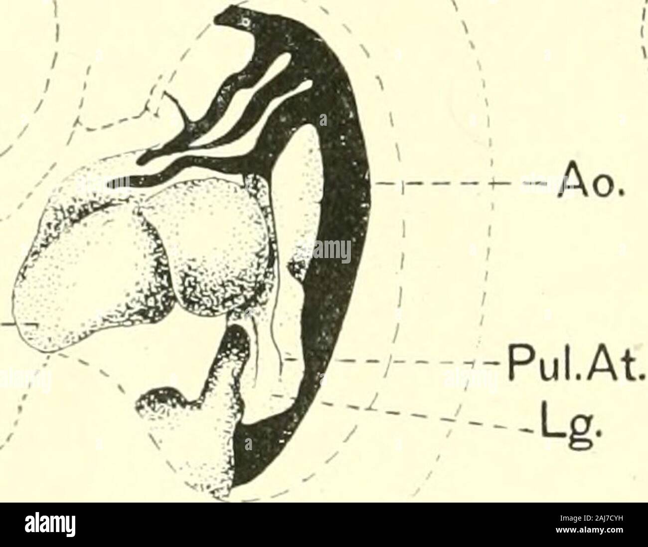 The American journal of anatomy . Ht.-A.. 12 ) Fig. 11 Dissection of ...