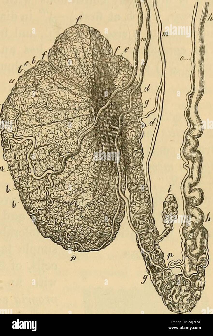 Histology testis hi-res stock photography and images - Alamy