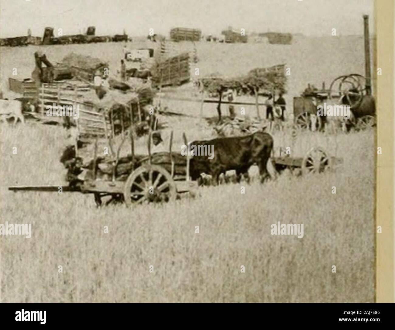 Harvest scenes of the world . Stacking Wheat Harvestedwith a Header ...