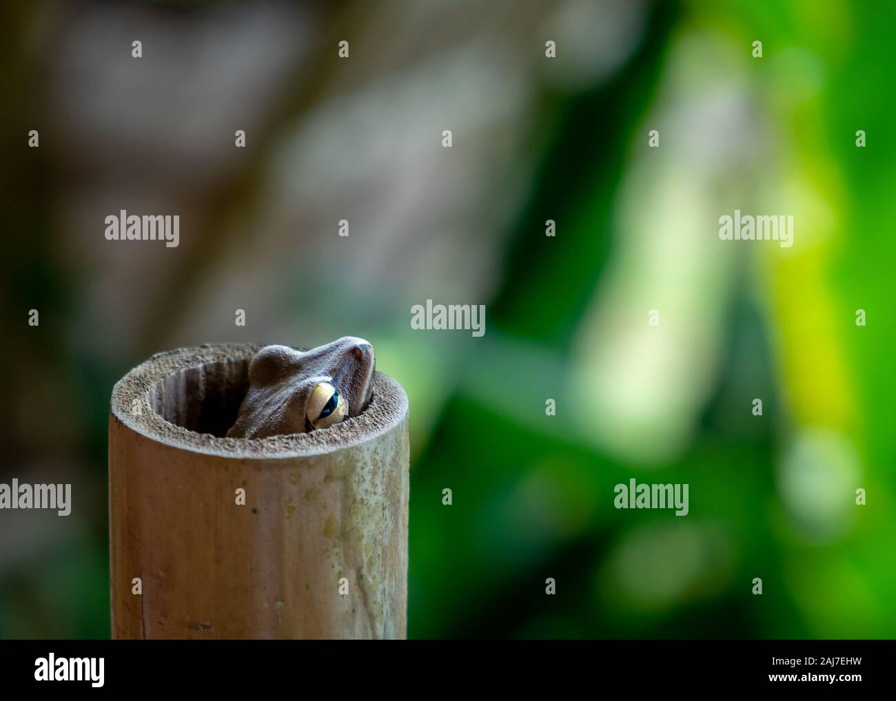 Cute frog hiding and peeping out of a bamboo pole with blurred green ...