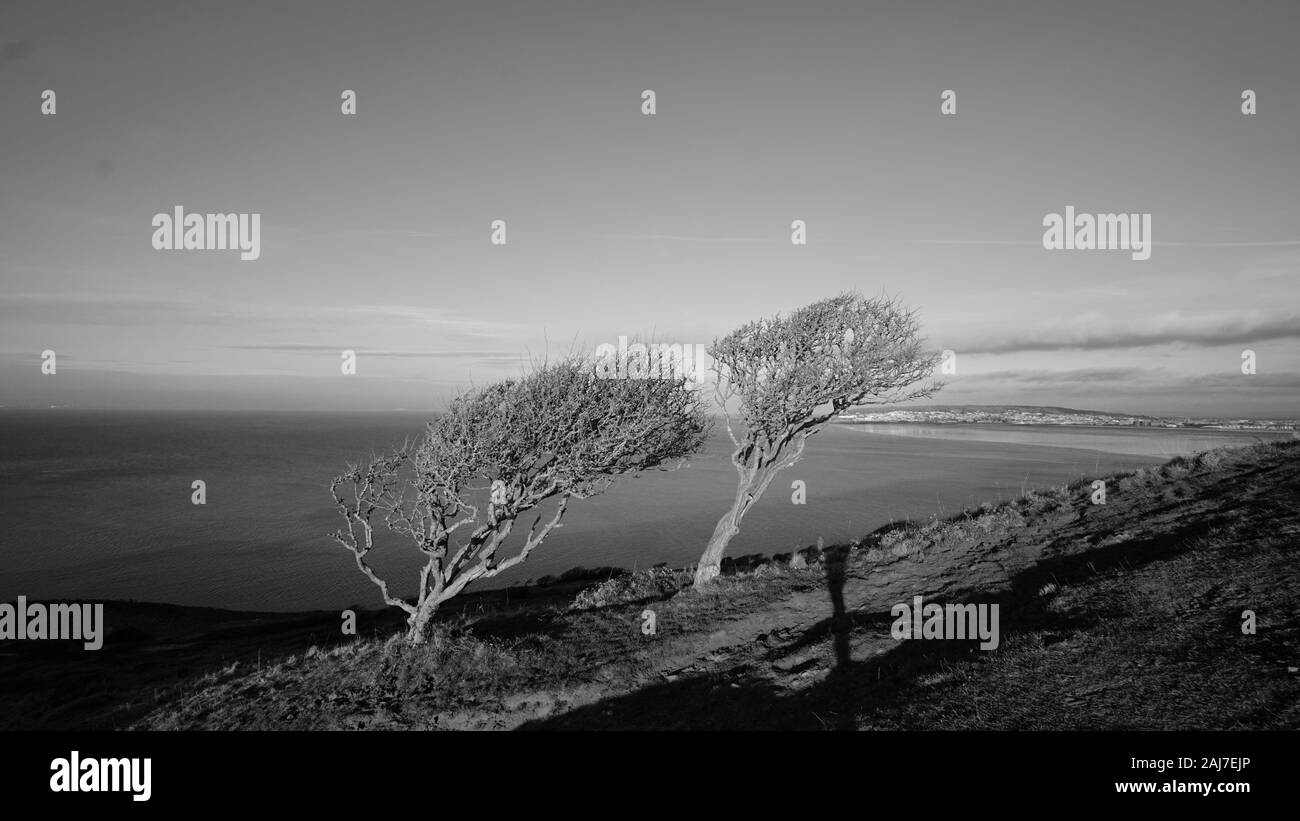 Wind shaped trees on Brean Down, Somerset, England Stock Photo - Alamy