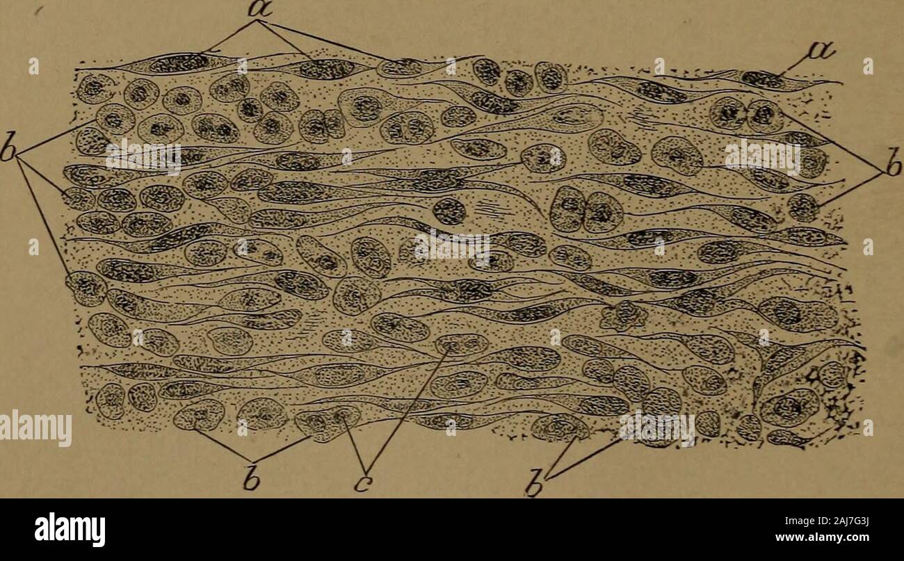 A text-book of dental histology and embryology, including laboratory ...