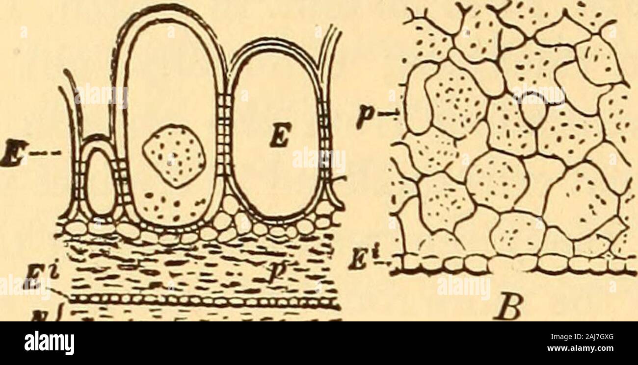Epicotyl hi-res stock photography and images - Alamy