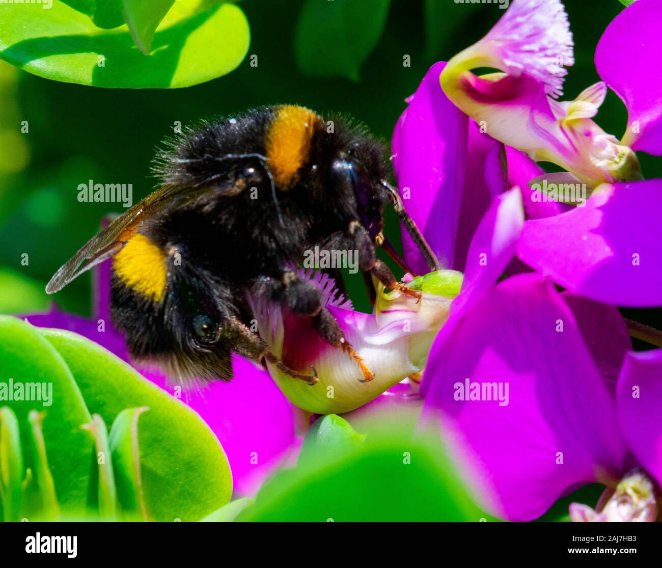 Beautiful bumble bee hi-res stock photography and images - Alamy
