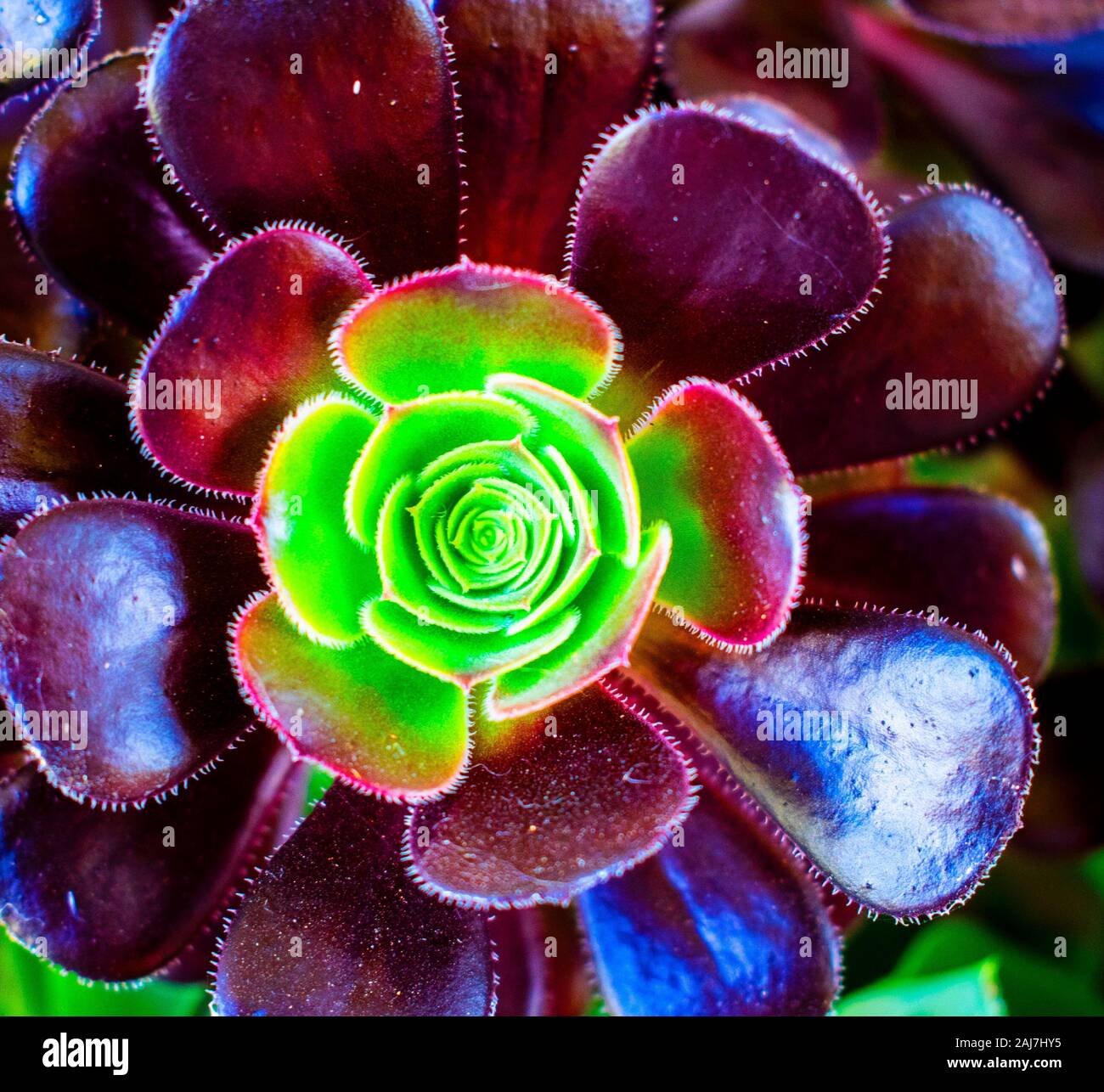 Purple Succulent Plant Stock Photo - Alamy