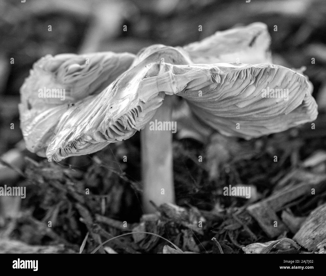 Toadstool Black and White Stock Photos & Images - Alamy