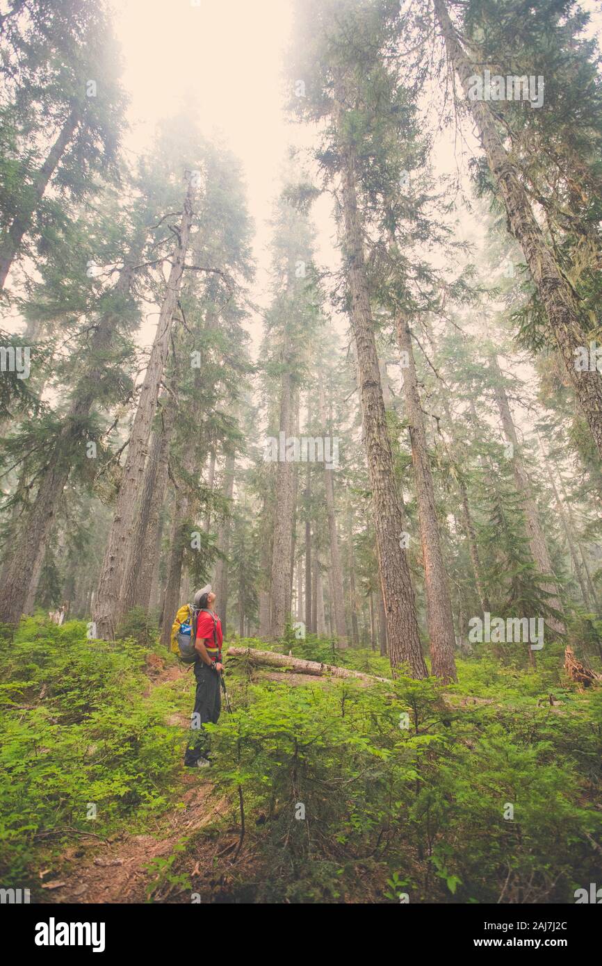 Hiker looks up at stunning forest in awe Stock Photo - Alamy