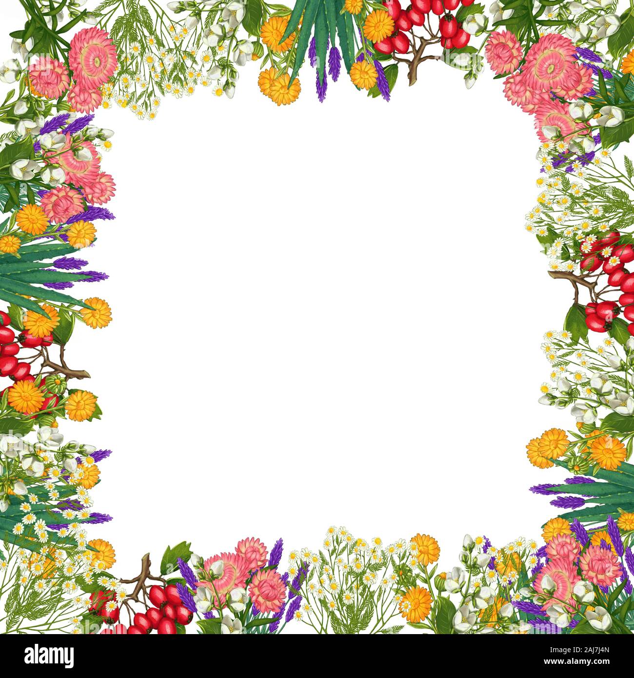 Hand drawn medicinal plant frame. Healing herbs border. isolated on ...