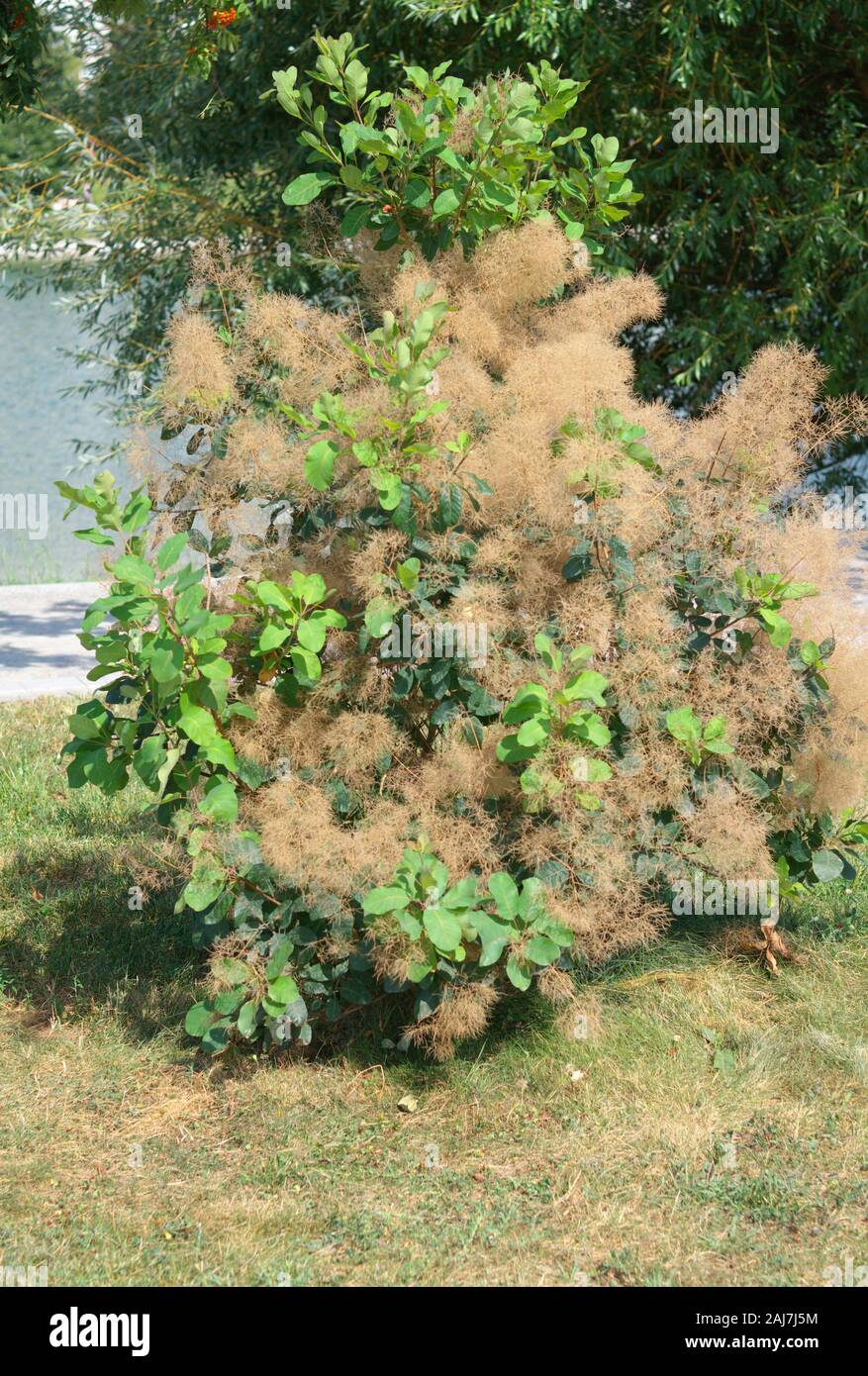 fluffy tree at dry sunny day Stock Photo - Alamy