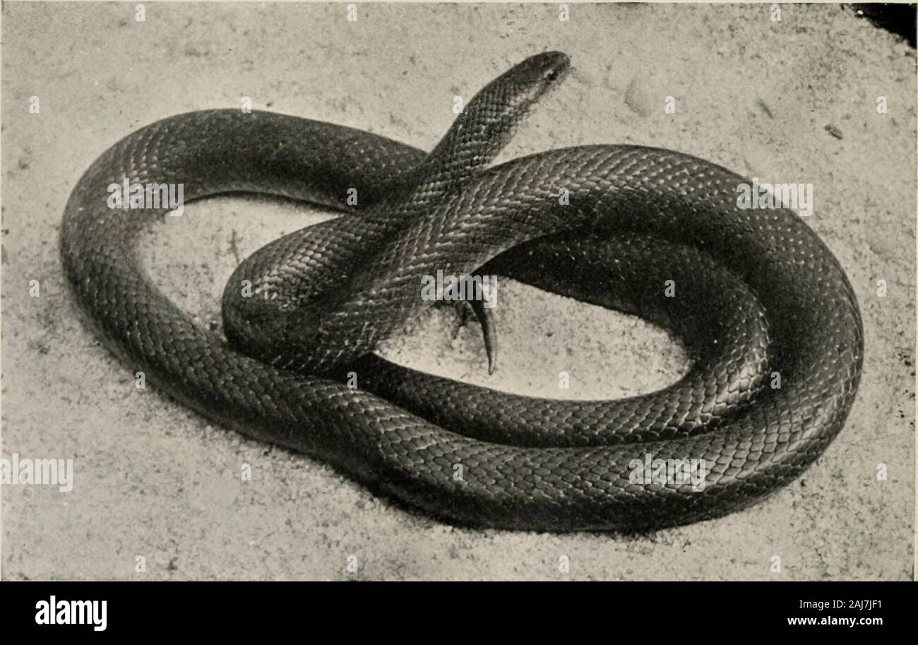 Habits of rodents hi-res stock photography and images - Alamy