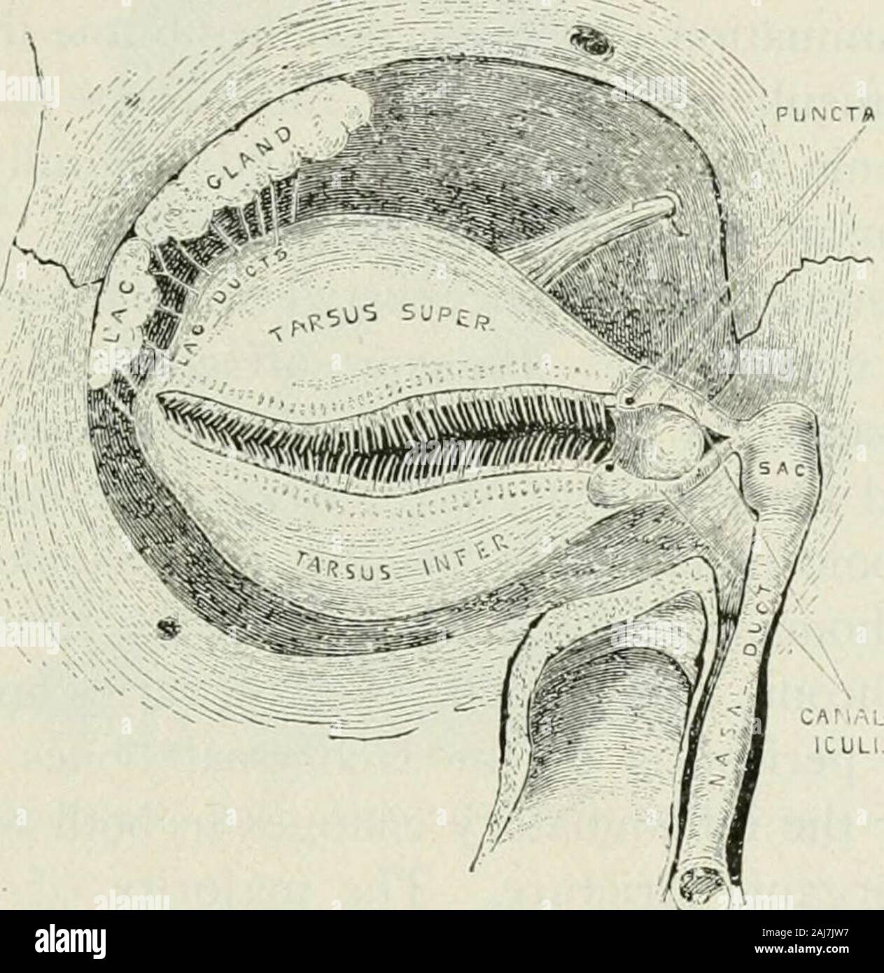 Columnarepithelium hi-res stock photography and images - Alamy
