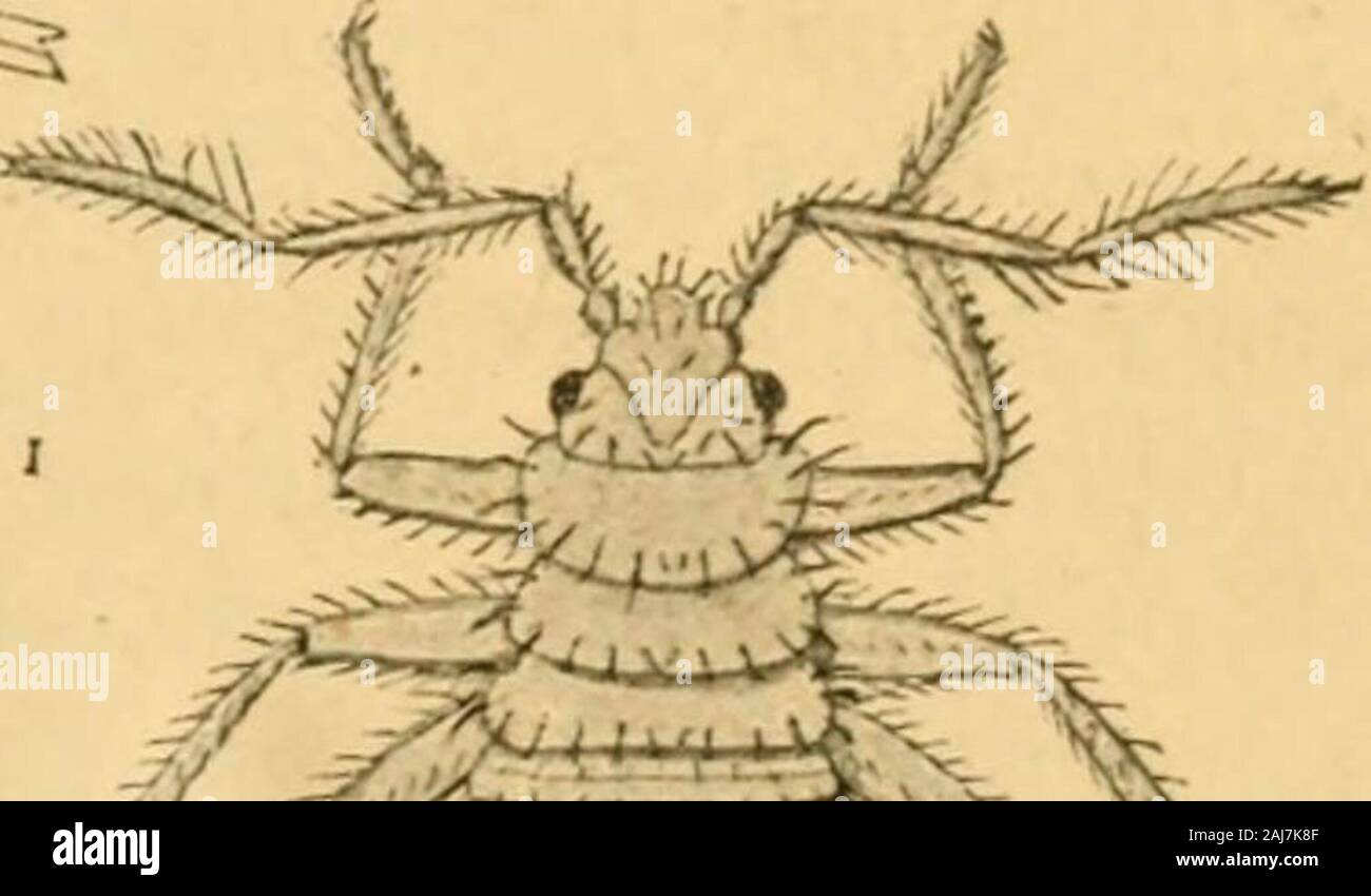 Enlarged claw hi-res stock photography and images - Alamy