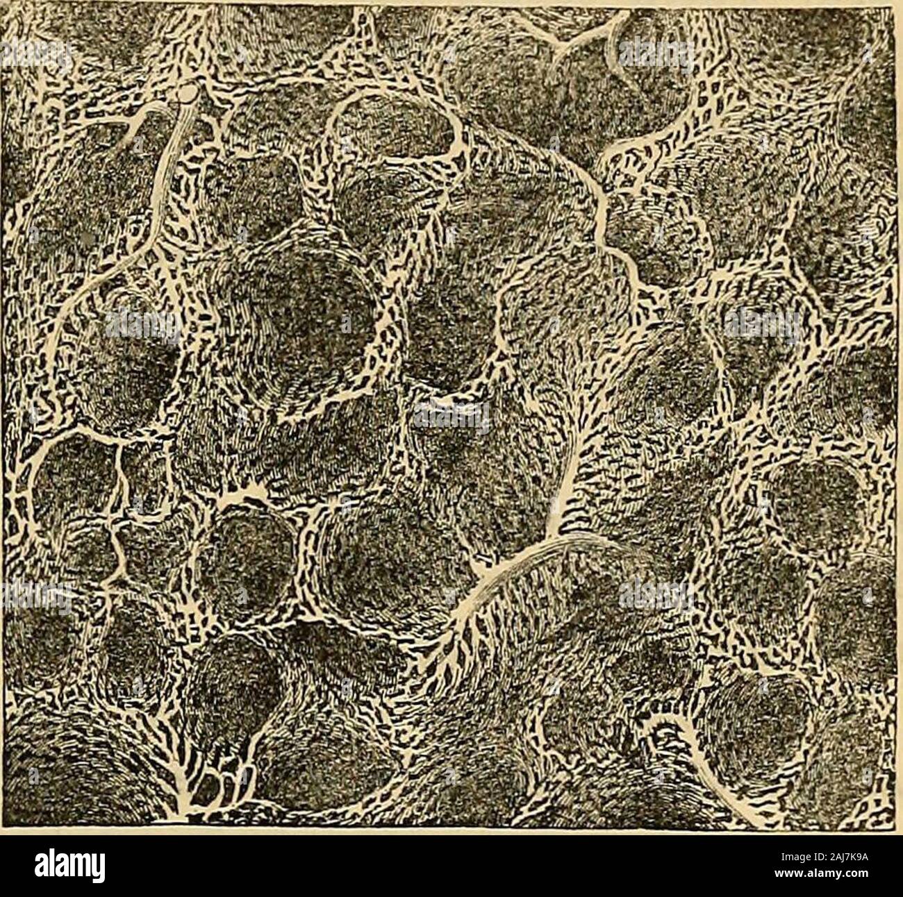 Continuous Capillaries Histology