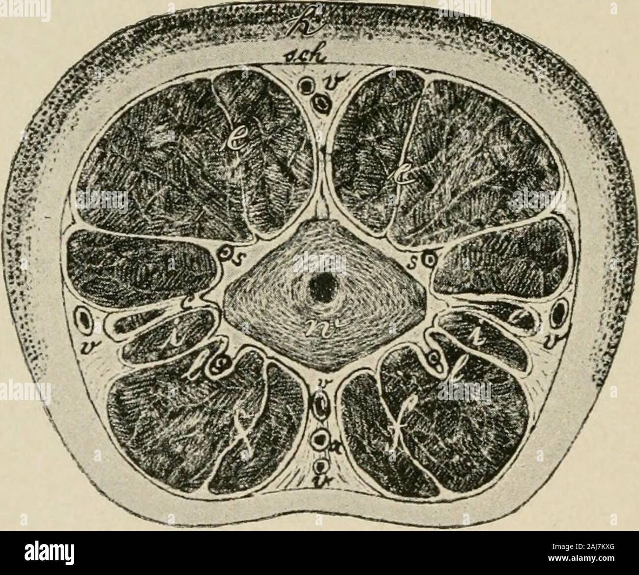 Transverse section of an artery hi-res stock photography and images - Alamy