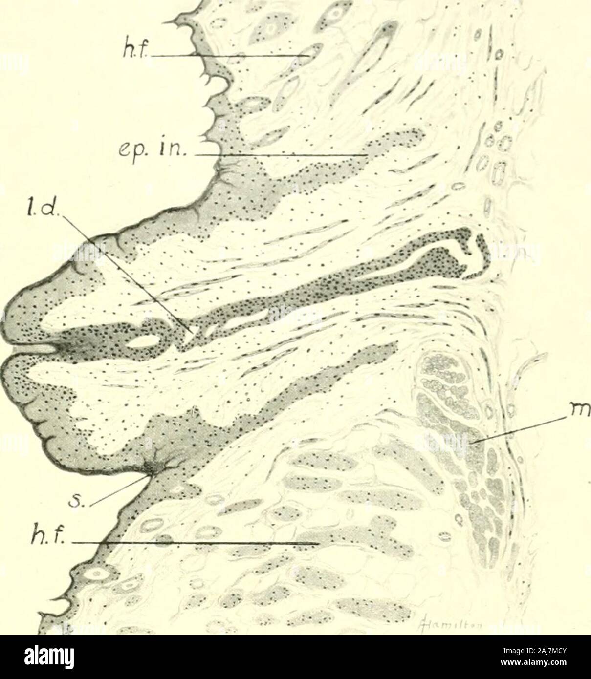 Inguinal area hi-res stock photography and images - Alamy