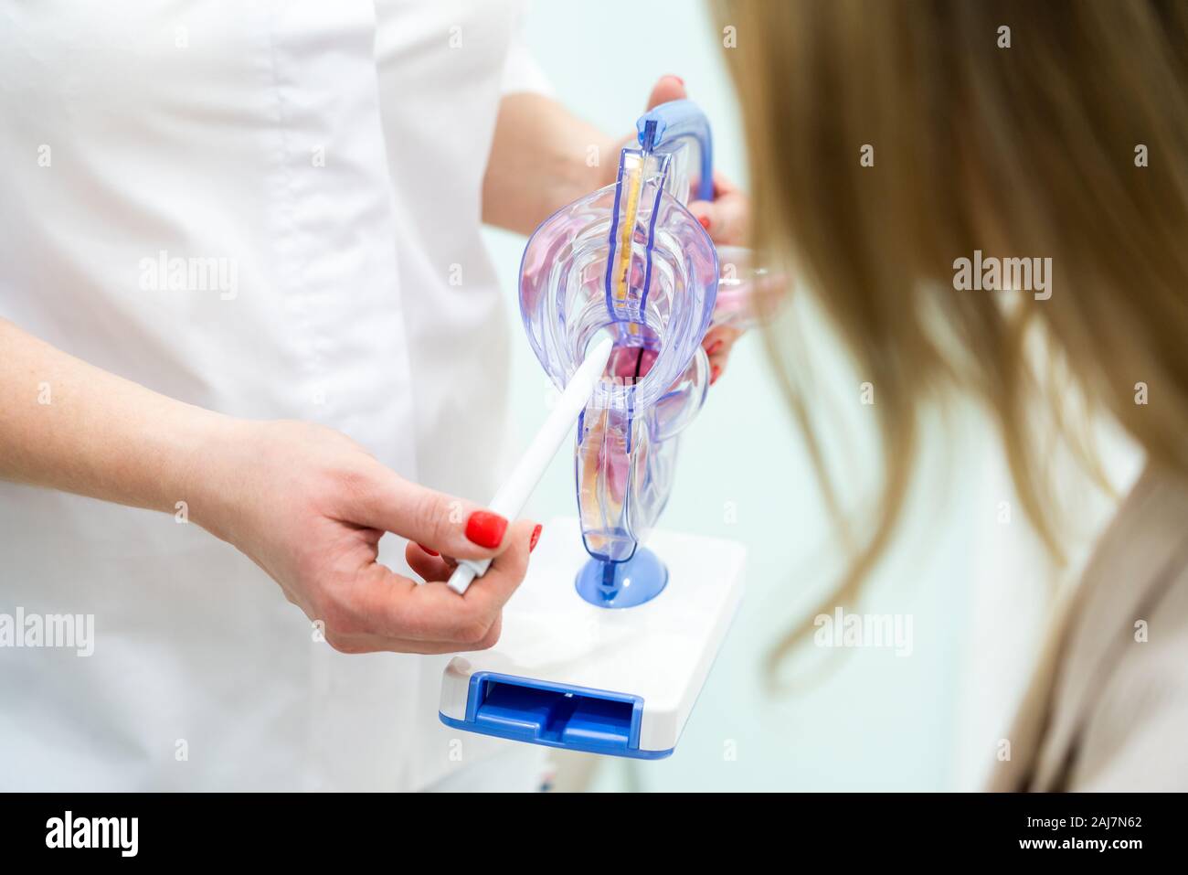 Human cervix hi-res stock photography and images - Alamy
