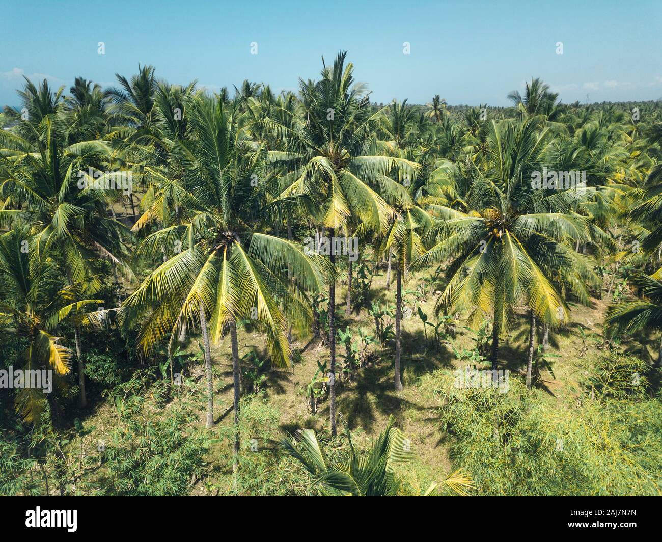 Aerial view of palm trees Stock Photo - Alamy