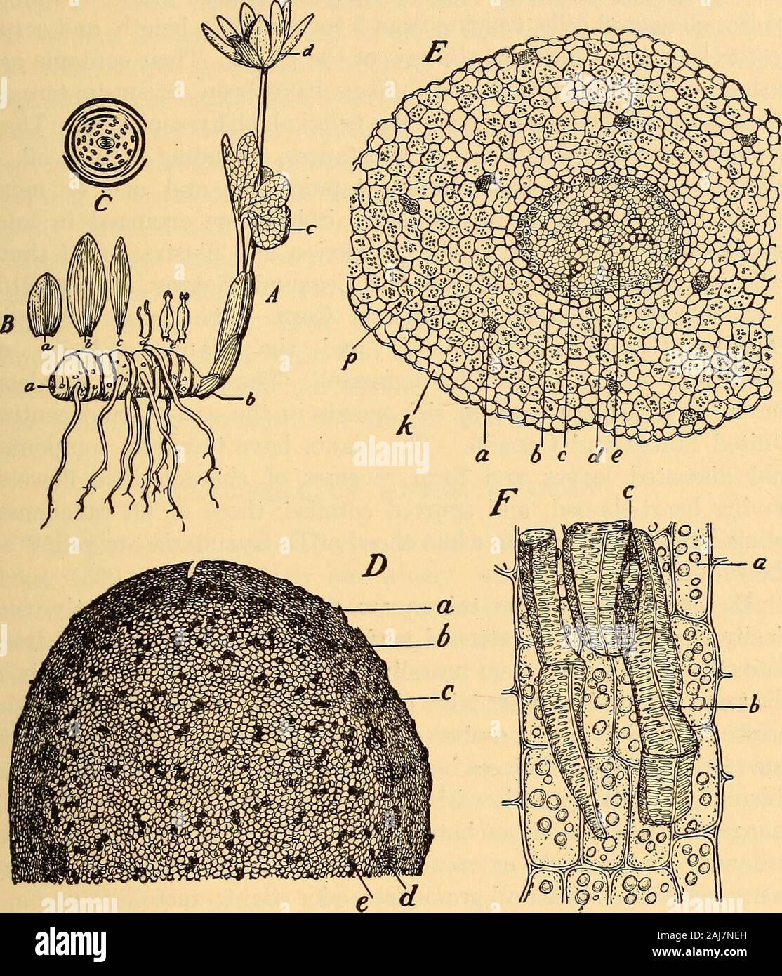Sanguinarine hi-res stock photography and images - Alamy