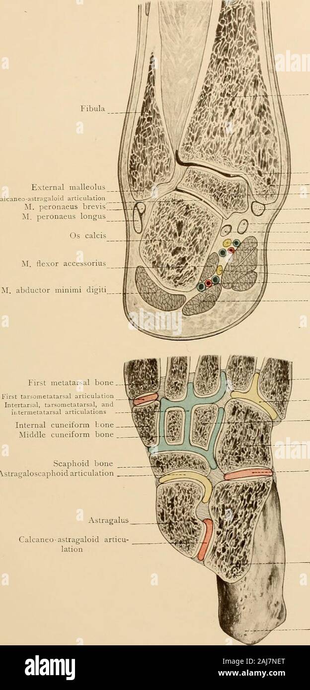 Dorsalis pedis hi-res stock photography and images - Alamy