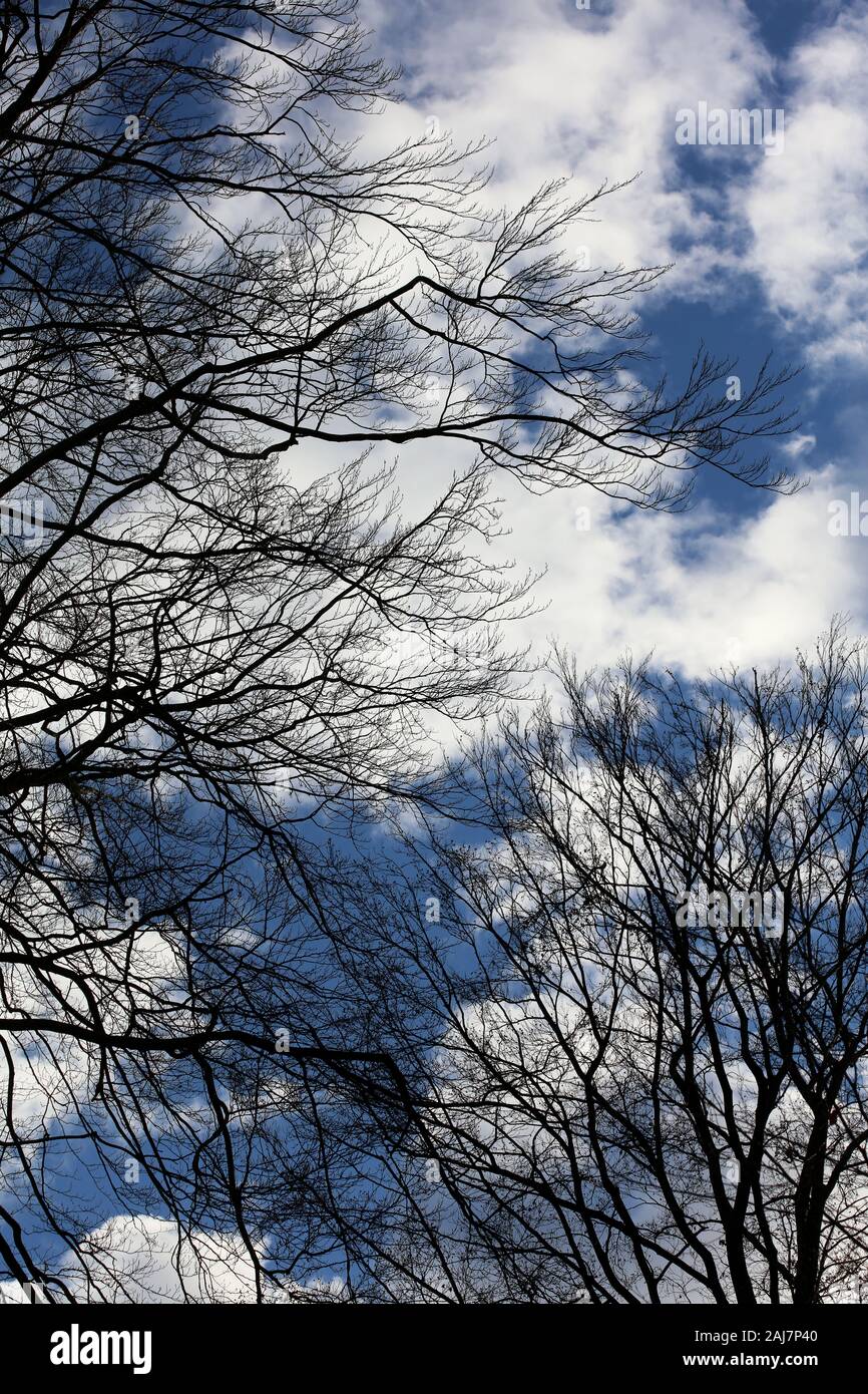 Trees in blue sky background high quality prints printable Stock Photo ...