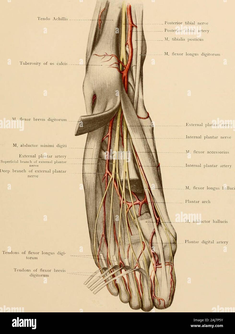 Atlas and text-book of topographic and applied anatomy . crosses to the ...