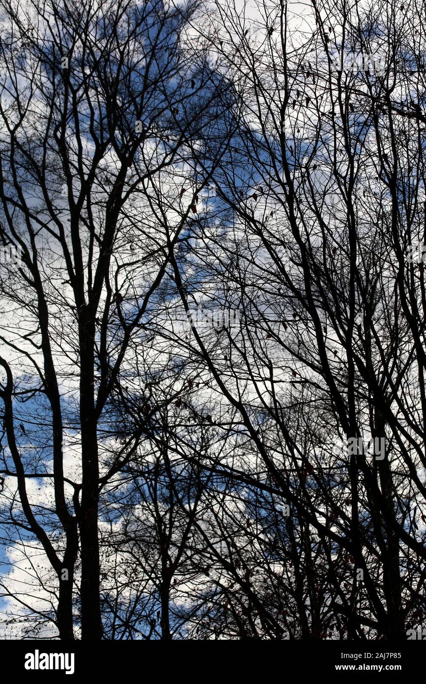 Trees in blue sky background high quality prints printable Stock Photo ...