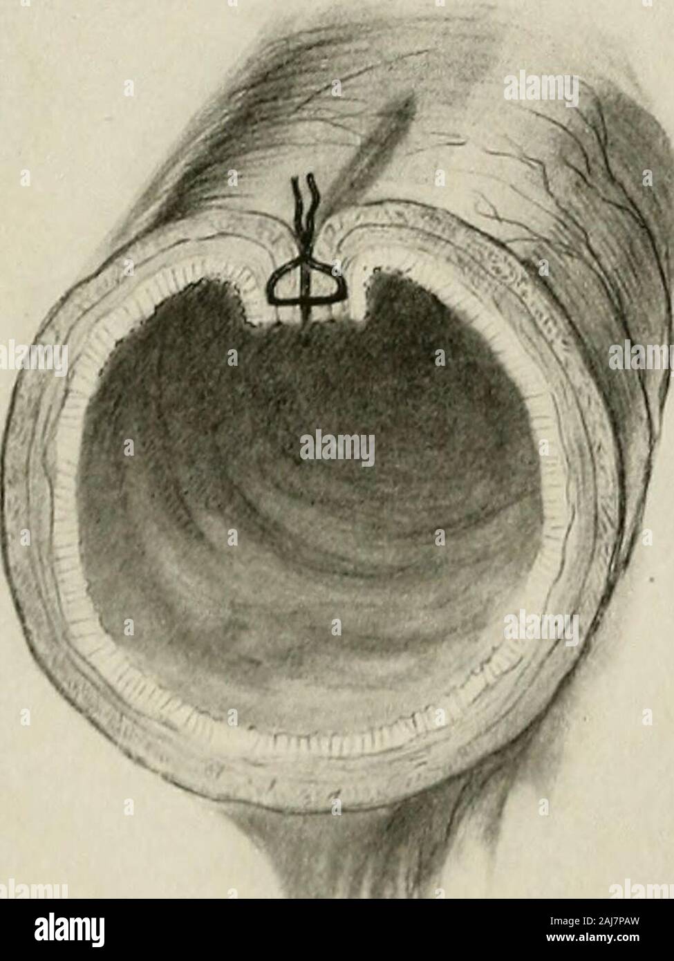 1285 1286 hi-res stock photography and images - Alamy