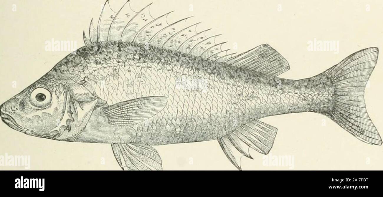 Pro2 hi-res stock photography and images - Alamy