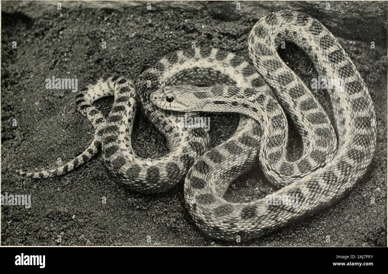 Gopher snake species hi-res stock photography and images - Alamy