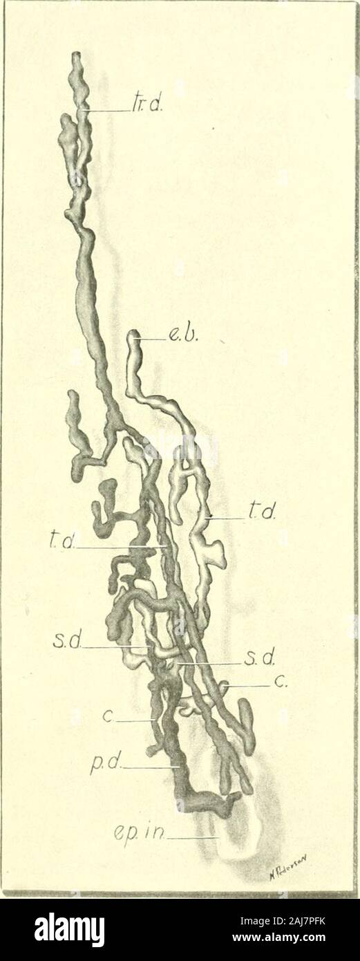 Dichotomous division hi-res stock photography and images - Alamy