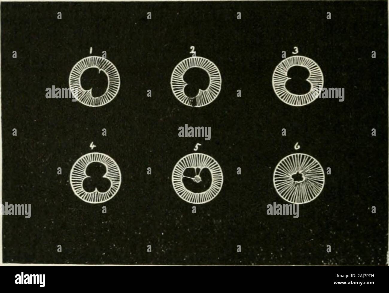 The commoner diseases of the eye : how to detect and how to treat them ...