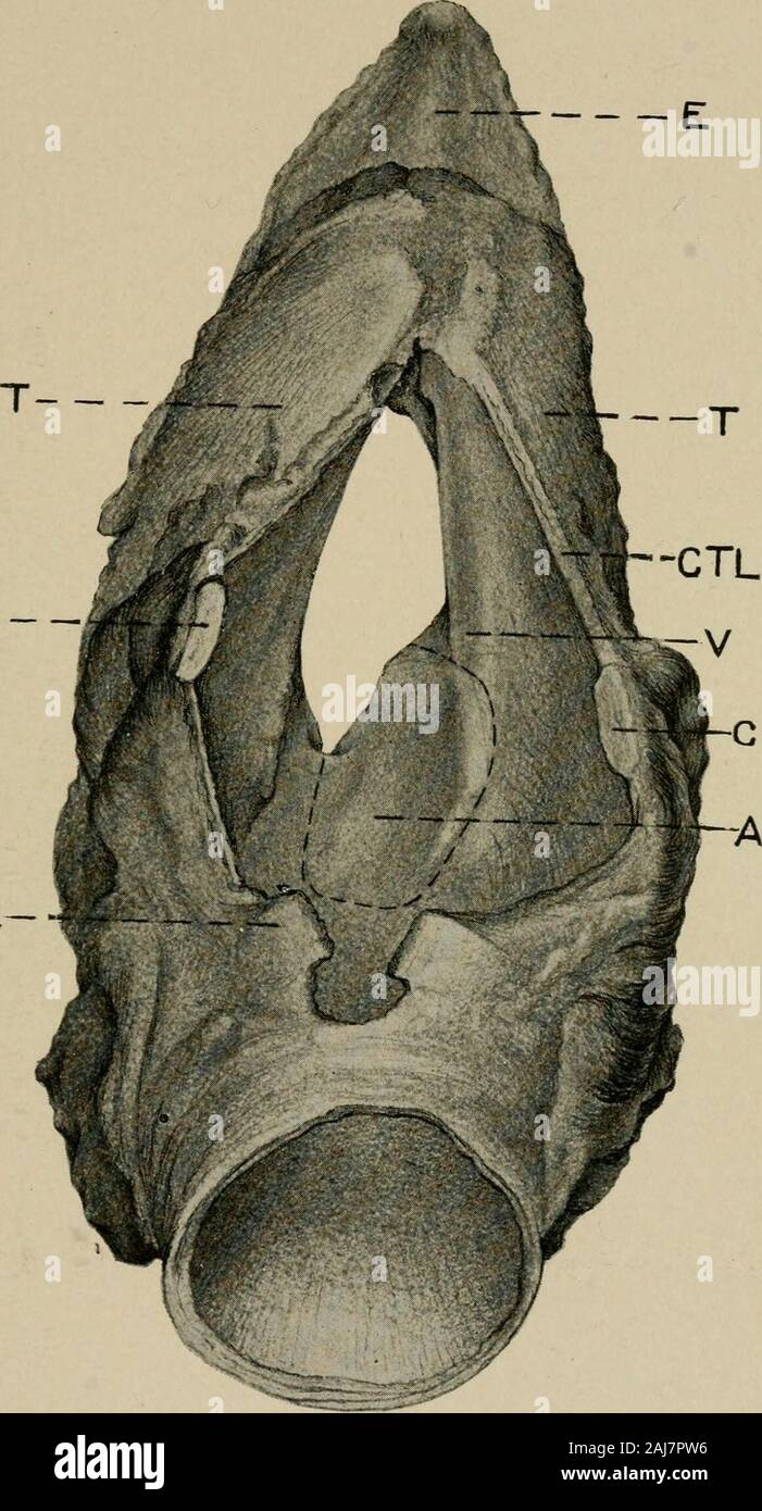 Surgical and obstetrical operations . cessary continuethe adminstration ...