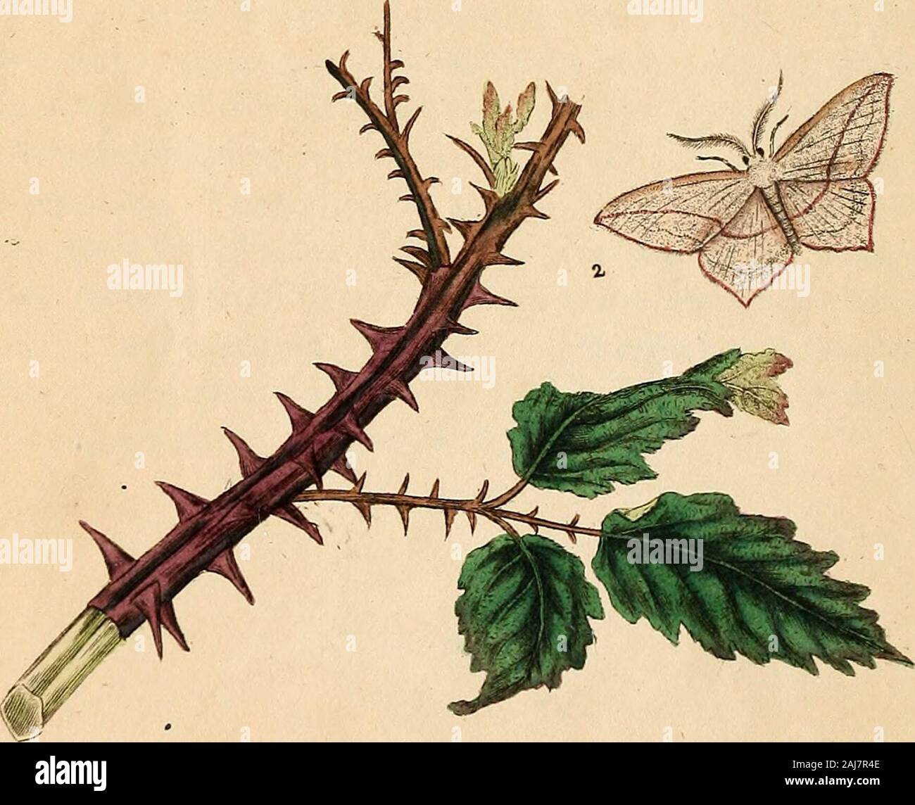 Sma;; plate hi-res stock photography and images - Alamy