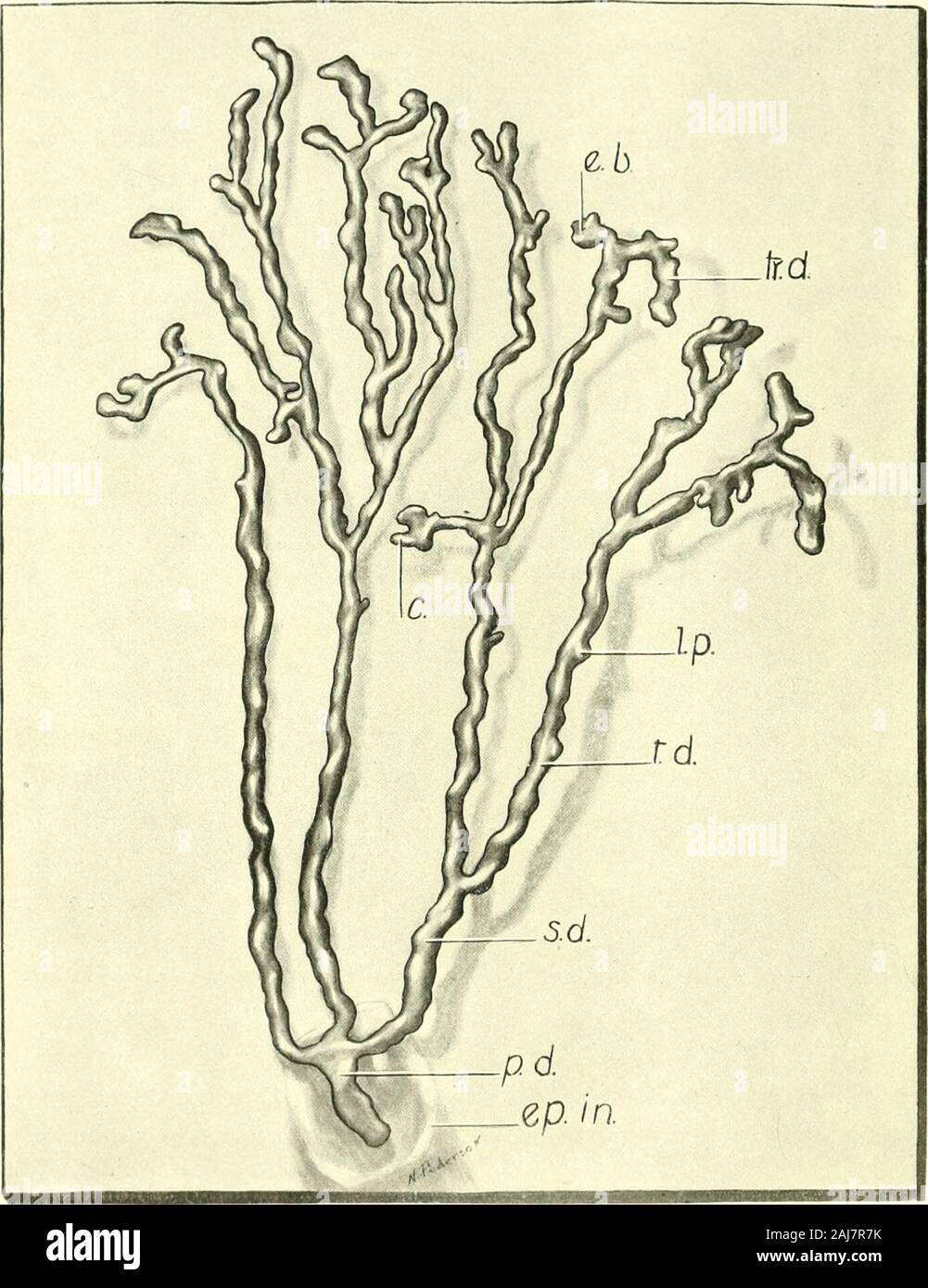 The American journal of anatomy . Fig. 3 Internal view of a wax model ...