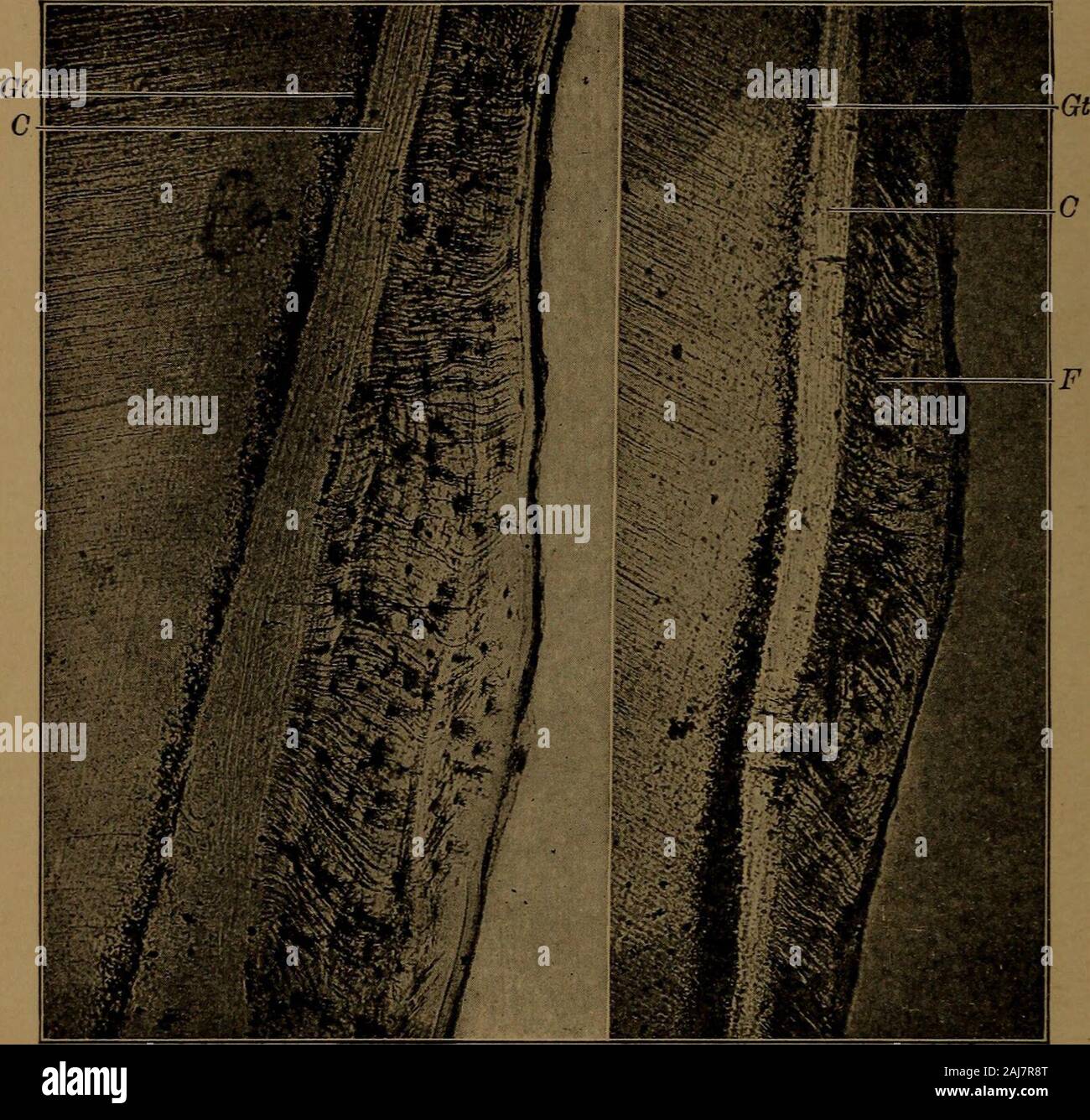 Granular layer of tomes hi-res stock photography and images - Alamy