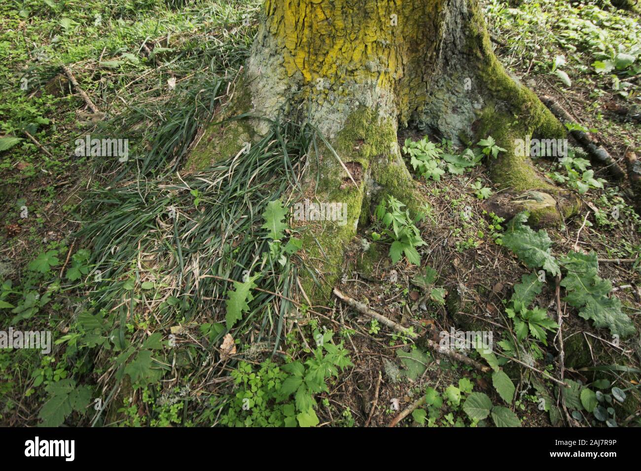 tree roots in the forest Stock Photo - Alamy