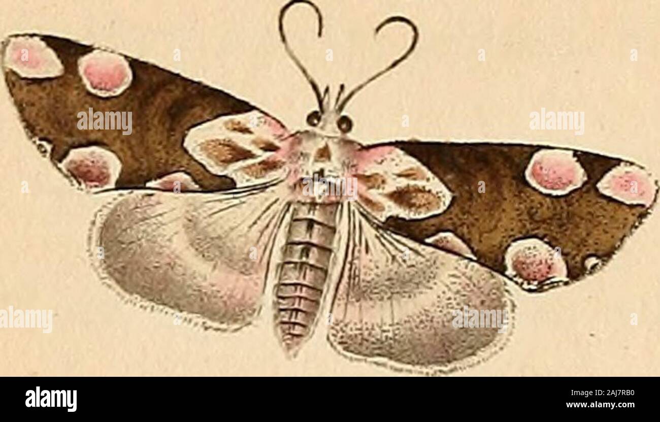 Fimple hi-res stock photography and images - Alamy