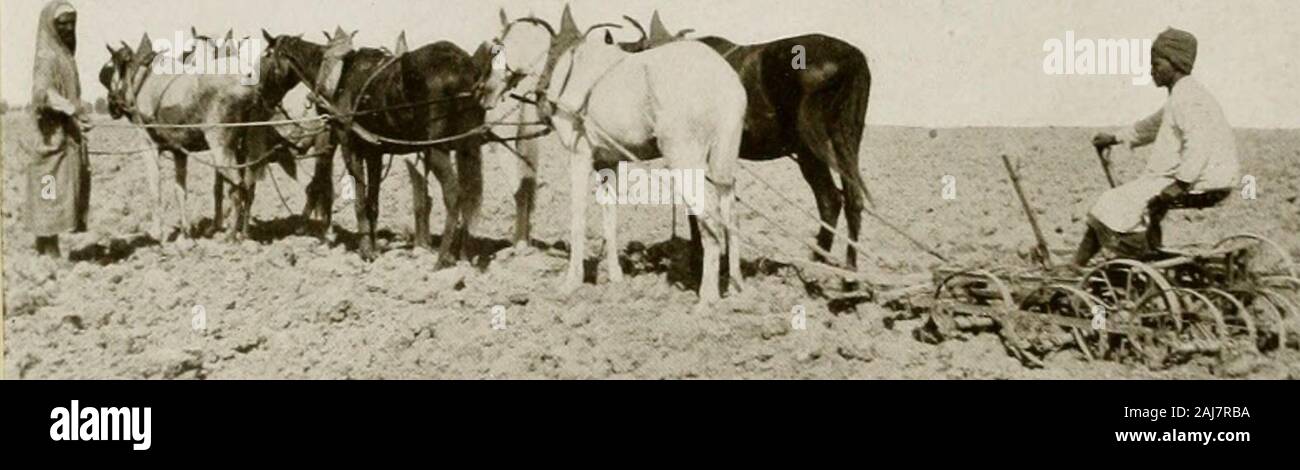 Harvest scenes of the world . Camels Used as Draft Animals,Nairobi ...