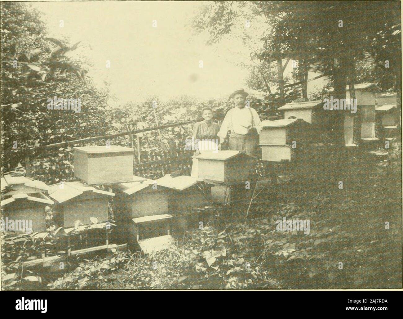 Littlehoney hi-res stock photography and images - Alamy