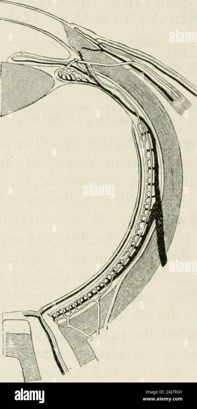 The commoner diseases of the eye : how to detect and how to treat them ...