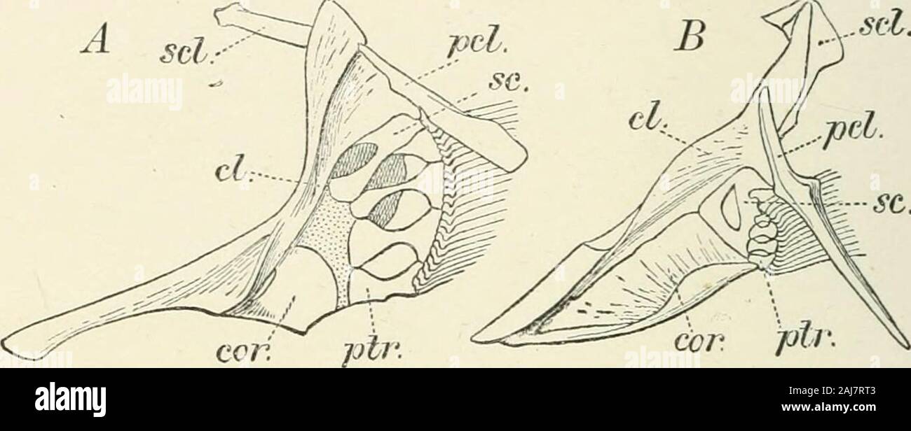 A treatise on zoology . sot lOt. Fin. 451. Chilomycterus reticulatus, L ...