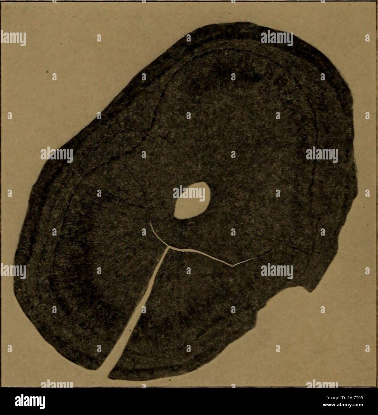 Transverse section of a root hi-res stock photography and images - Alamy