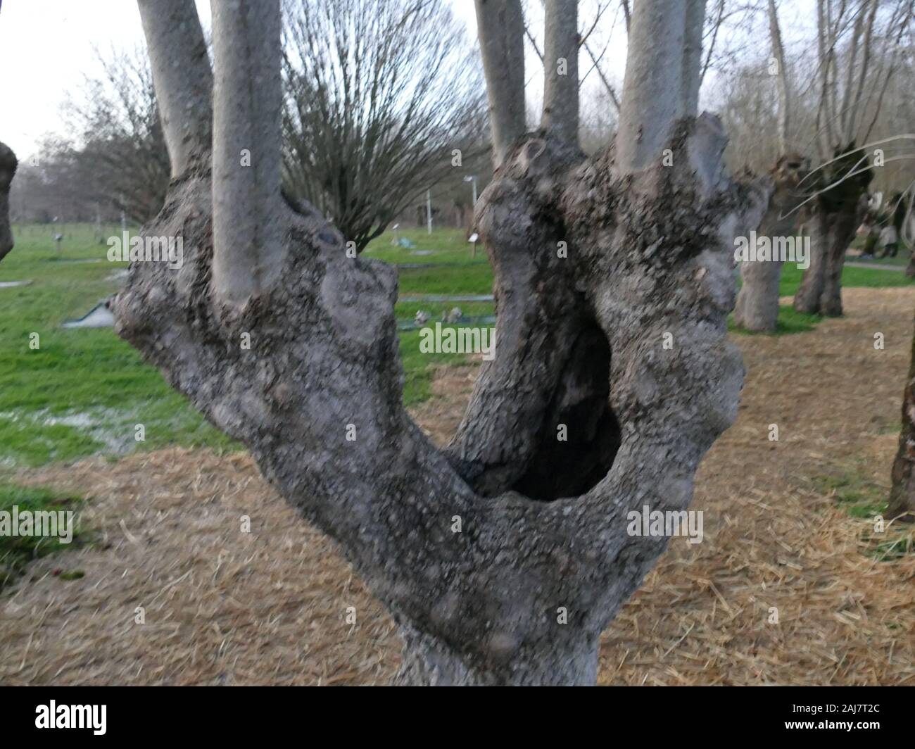 La Garette transformed its tad pole ash alley into enchanted alley each ...