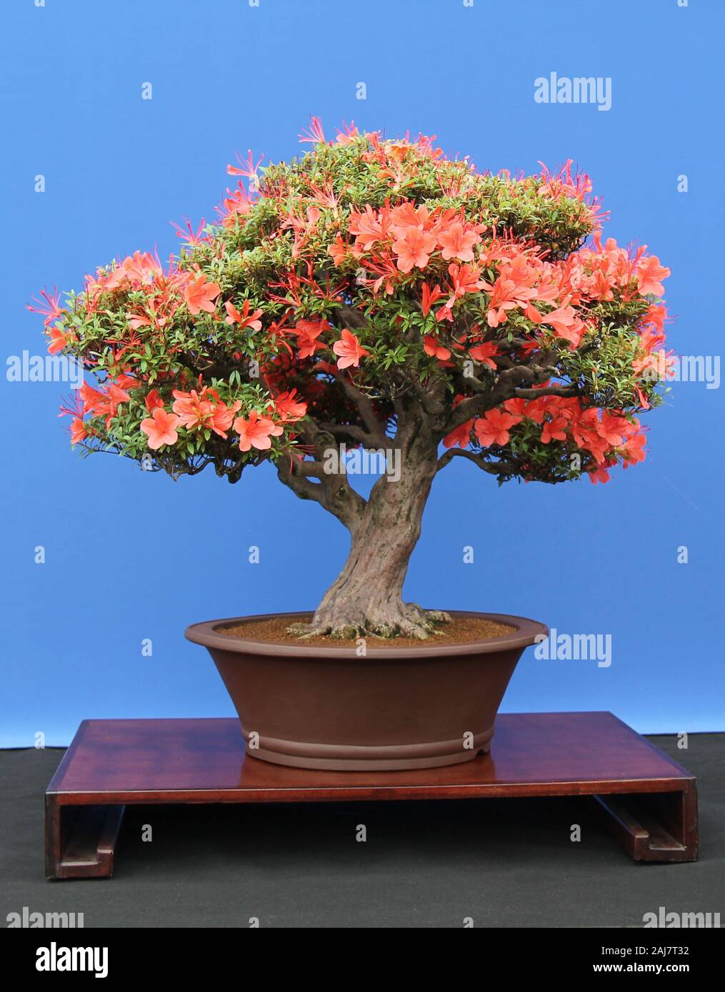 A Beautiful Satsuki Azalea Miniature Bonsai Tree Stock Photo - Alamy