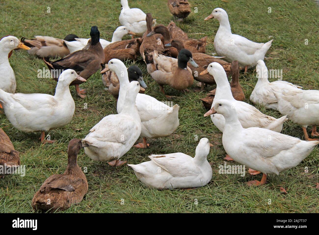 Laying ducks hi-res stock photography and images - Alamy